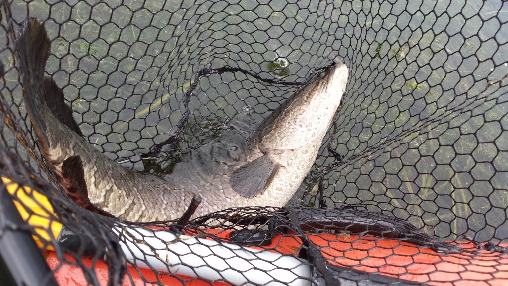 Virginia bass fishing | SnakeHead Fishing