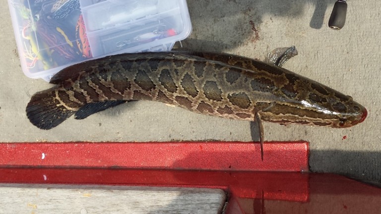 Snakehead Season in Virginia is NOW Open! | SnakeHead Fishing